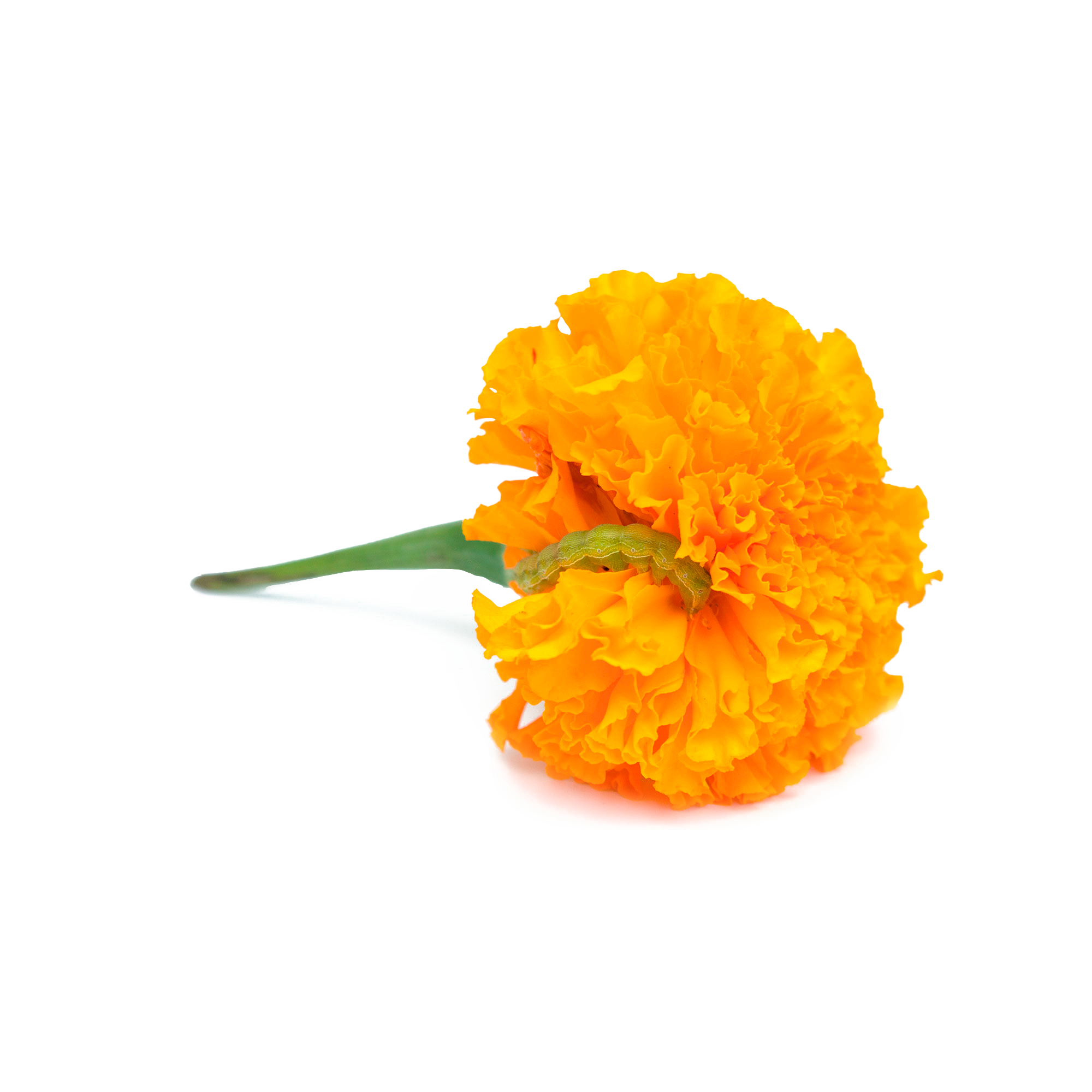 Zeaxanthin (from African Marigold Flower Extract) – Blueshift Nutrition
